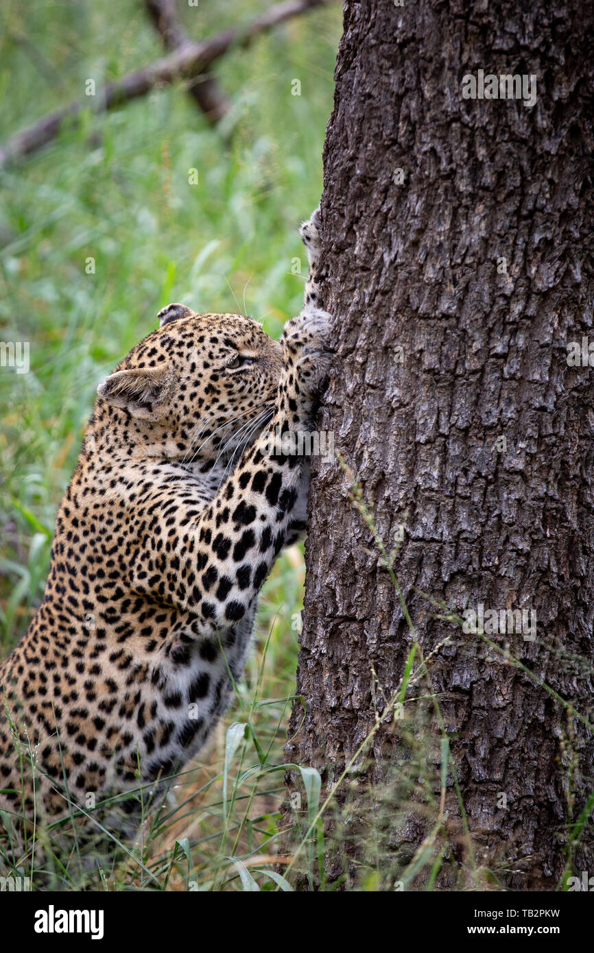 A leopard, Panthera pardus, claws the trunk of a tree, ears back ...