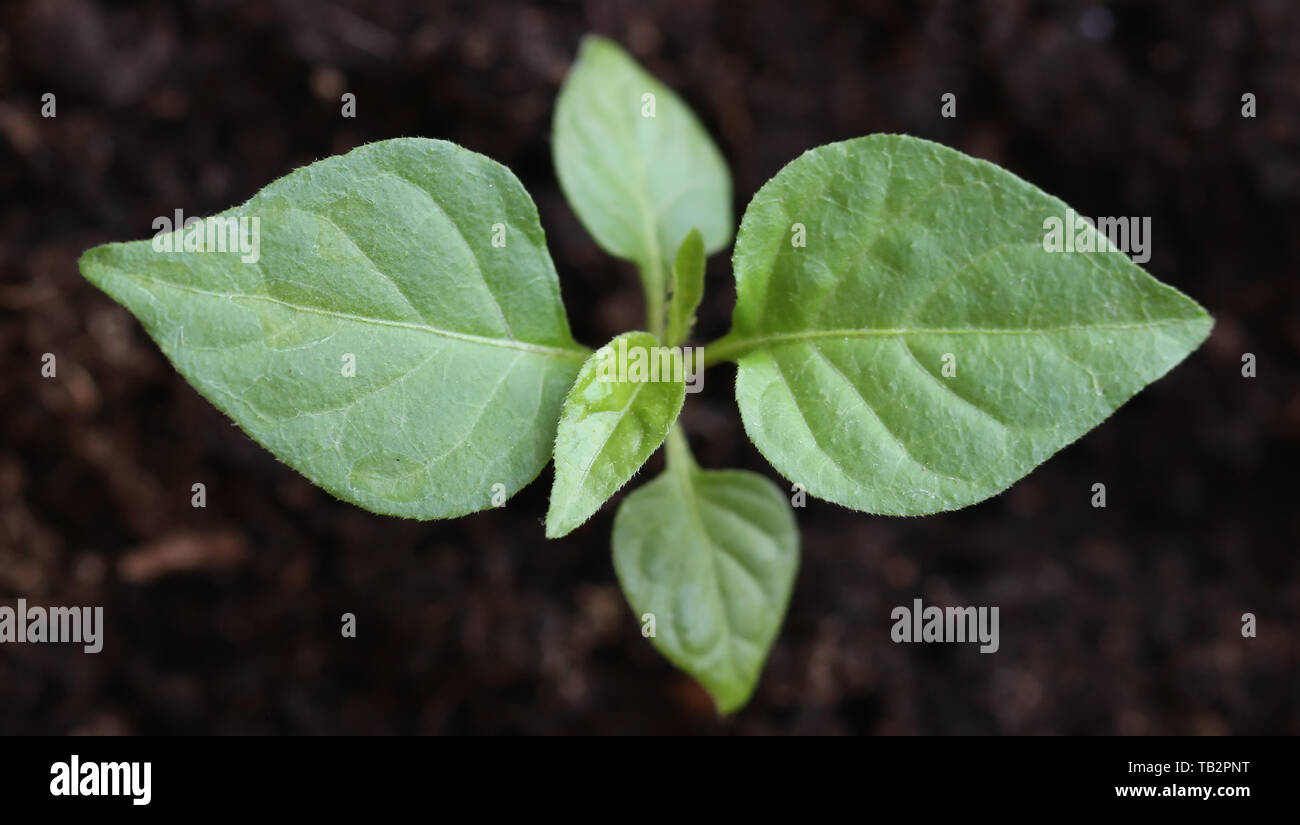 Chili pepper seedling Stock Photo - Alamy