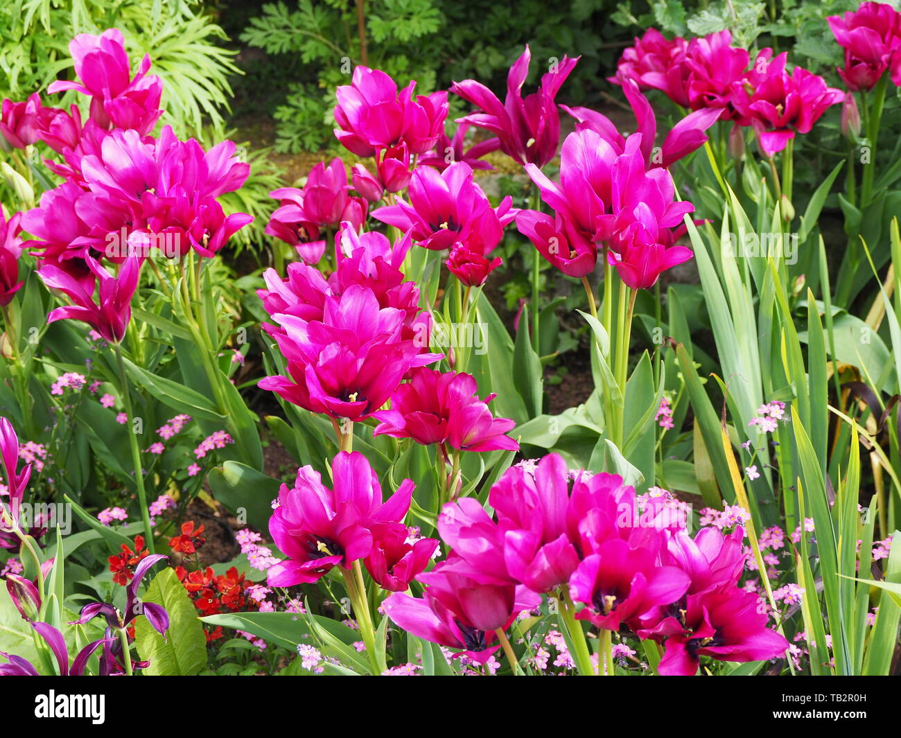 Colourful tulip border in the sunken garden at Chenies Manor in May ...