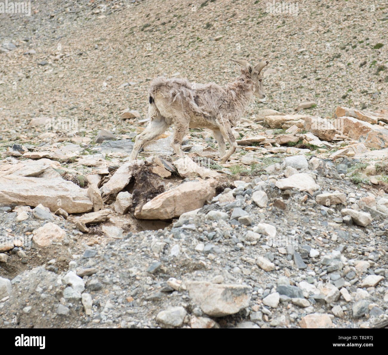 Himalayan blue sheep Stock Photo - Alamy