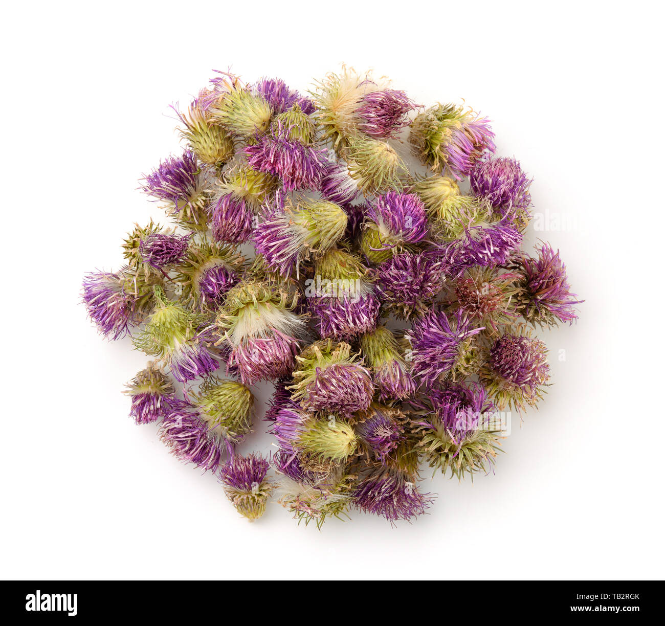Thistle flower cirsium Cut Out Stock Images & Pictures - Alamy