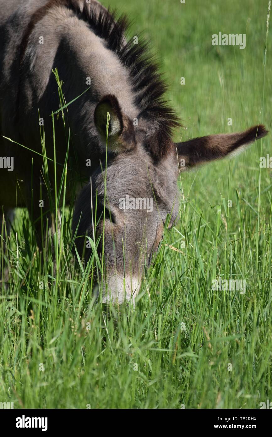 Donkey breeds hi-res stock photography and images - Alamy