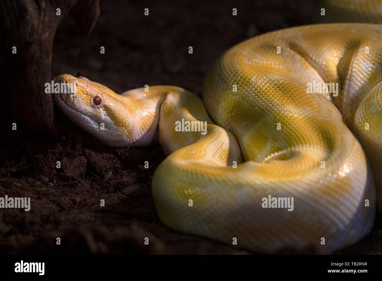 yellow python on a tree portrait Stock Photo - Alamy