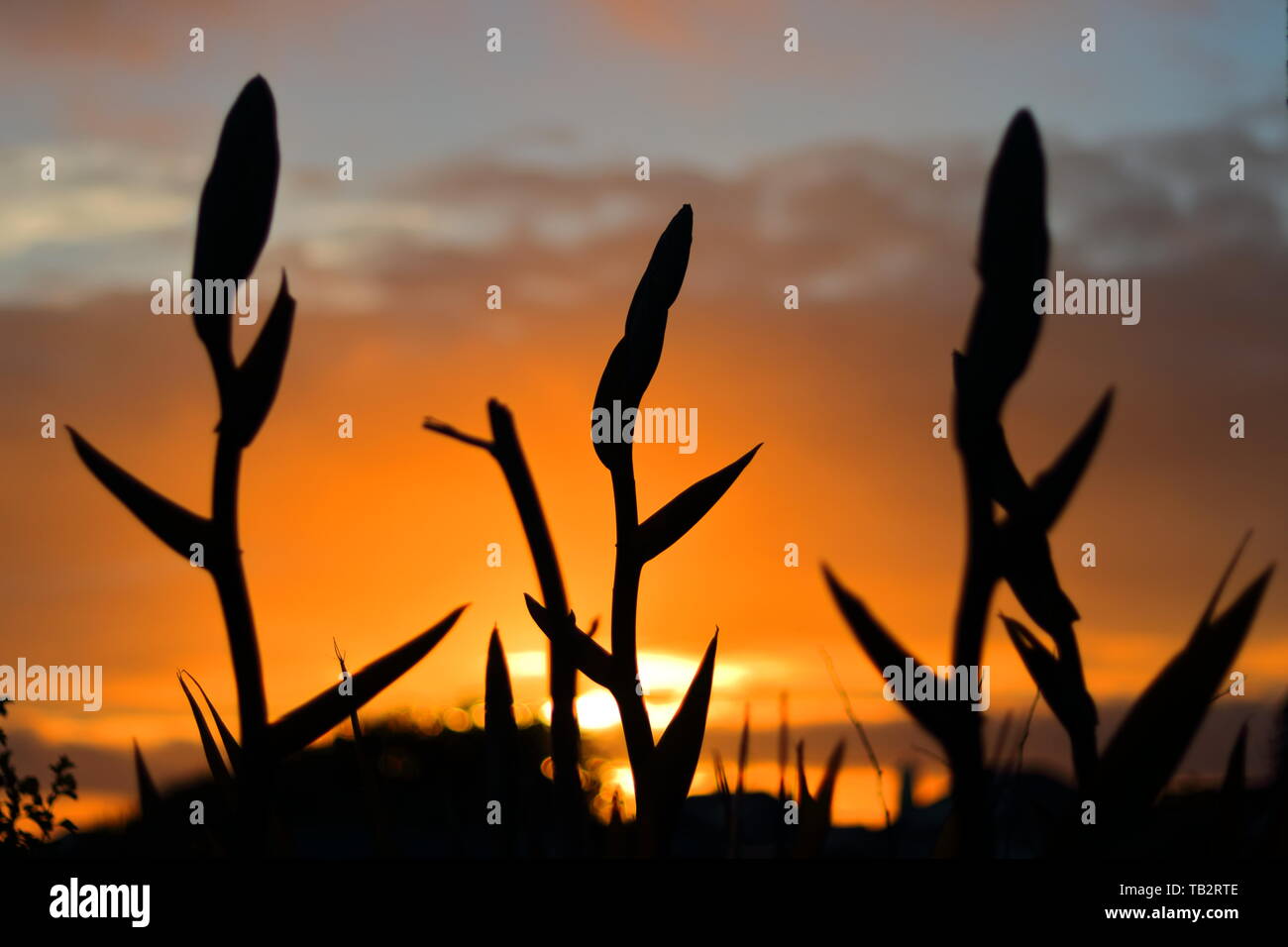 sunset with a New Zealand Phormium tenax flower silhouette Stock Photo ...