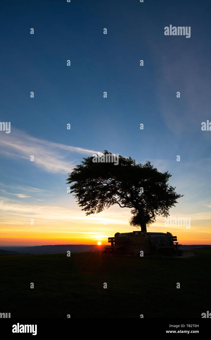 Memorial tree. Single Beech tree surrounded by a memorial wall on ...