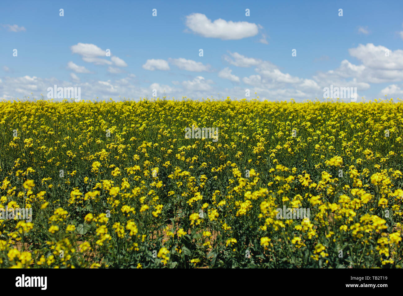 Field of flowering mustard crop in Spring Stock Photo - Alamy