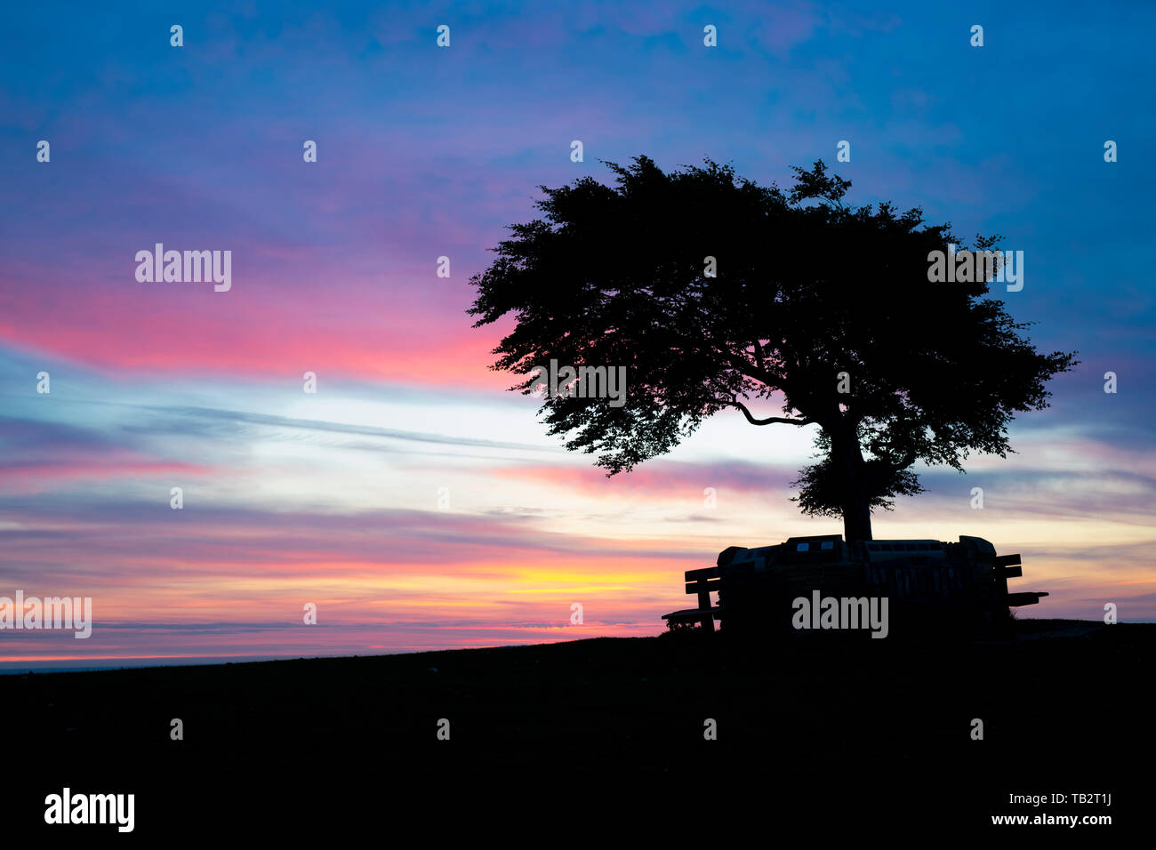 Memorial tree. Single Beech tree surrounded by a memorial wall on ...