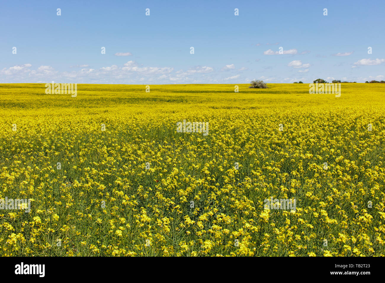 Field of flowering mustard crop in Spring Stock Photo - Alamy