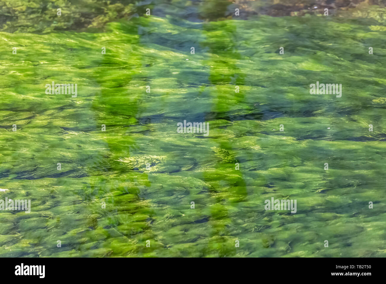Green seaweed photosynthesis hi-res stock photography and images - Alamy