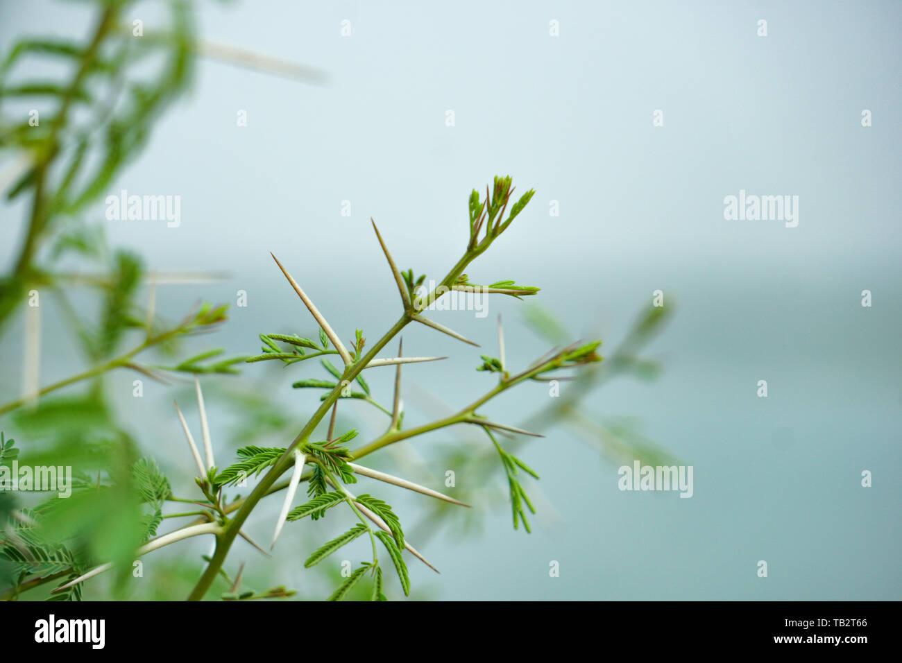Thorns of Acacia Nilotica, Babla tree, Babul tree, Bangladesh Medicinal ...