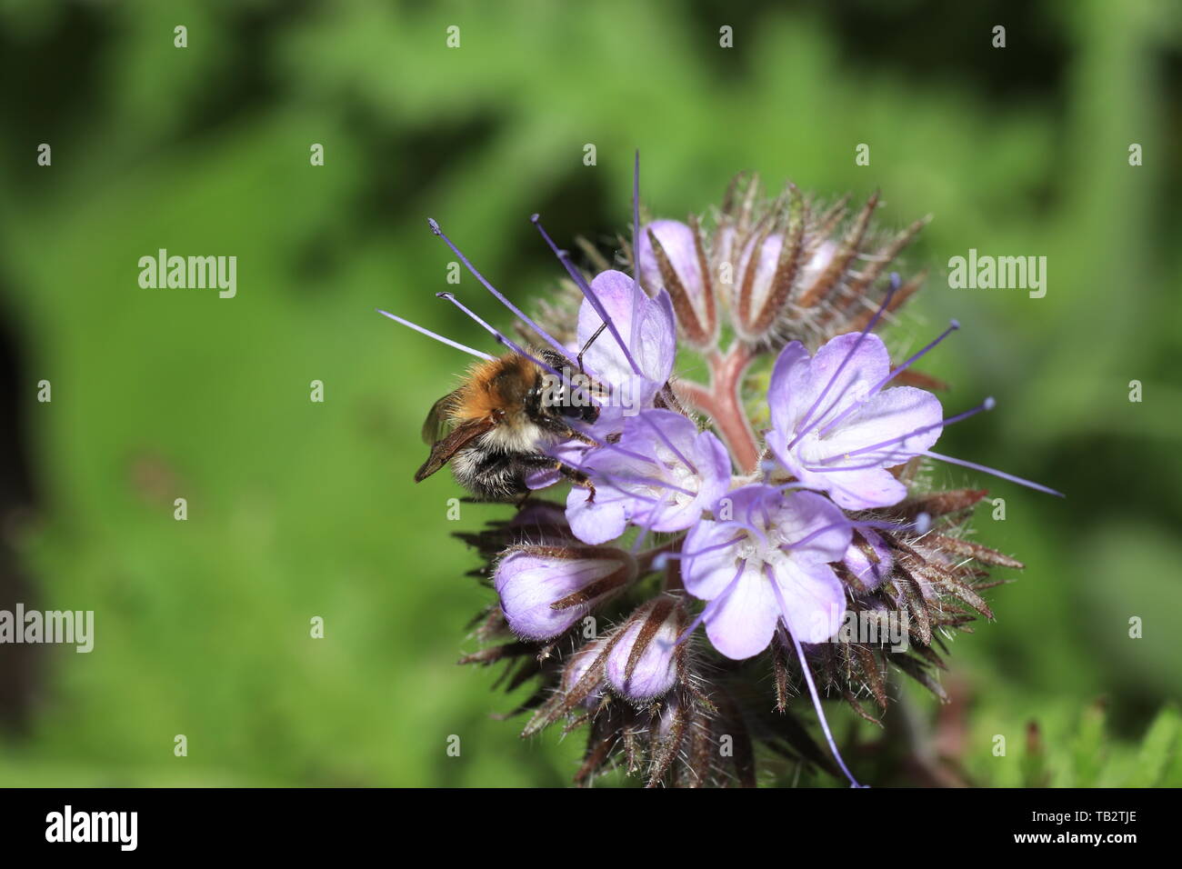 Wild bees at work with flowers in Germany Stock Photo - Alamy
