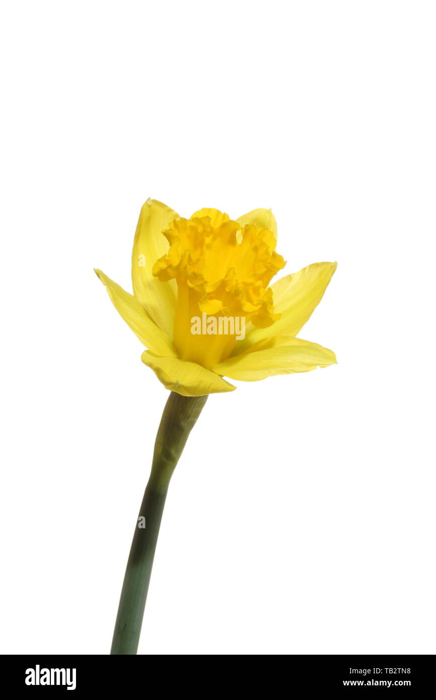 Single Daffodil Flower Stock Photos & Single Daffodil Flower Stock ...