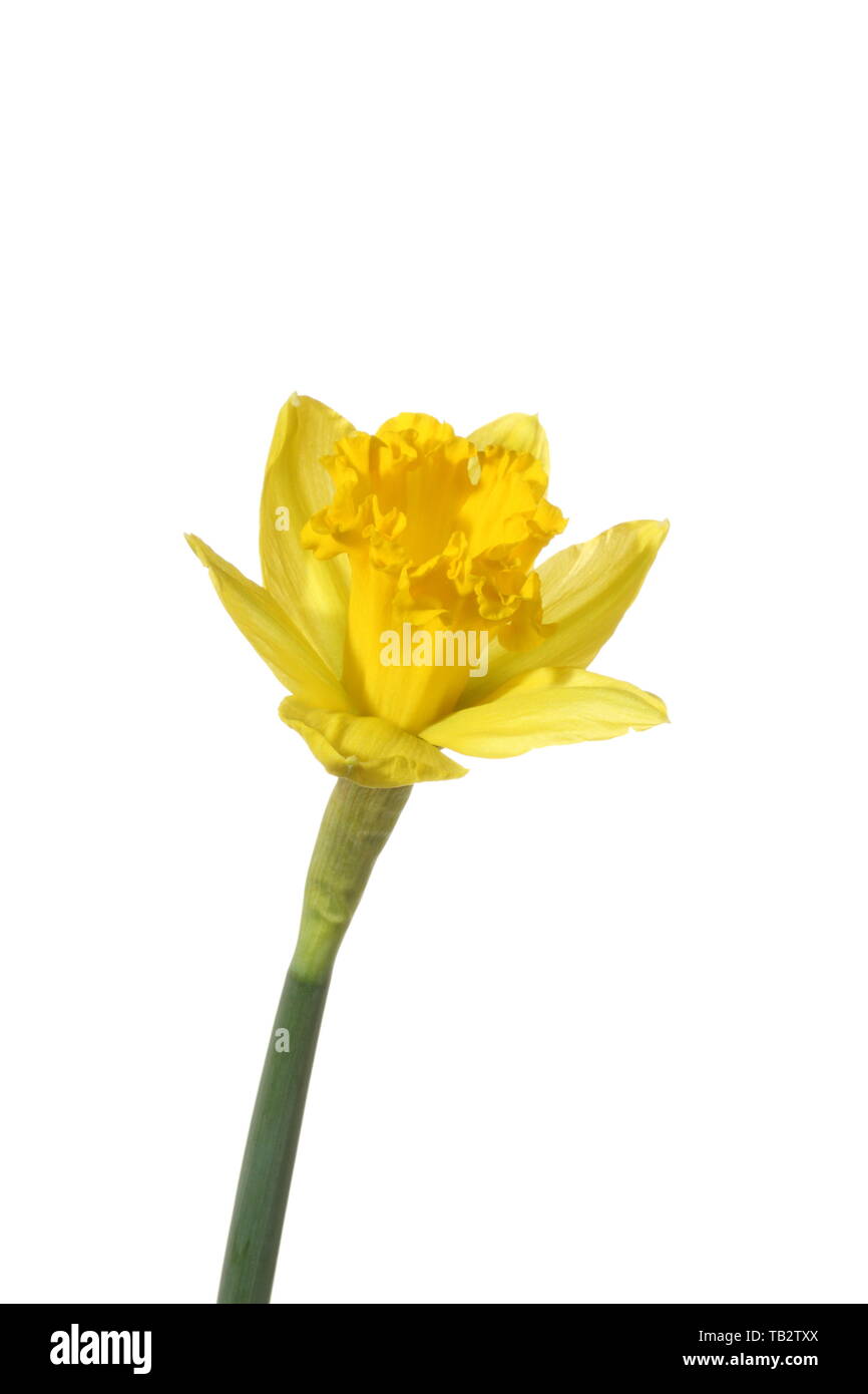 Single daffodil flower head on a stem Stock Photo - Alamy