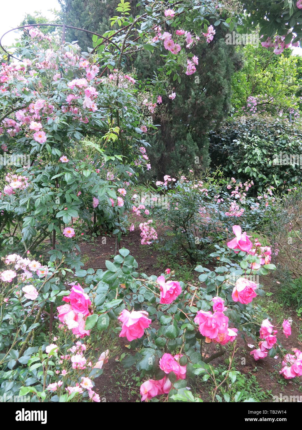 The Valley of Old Roses is one of the 'rooms' at Landriana; a ...