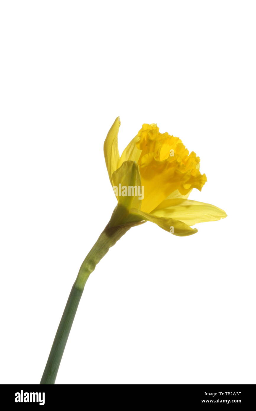 Single daffodil flower head on a stem Stock Photo - Alamy