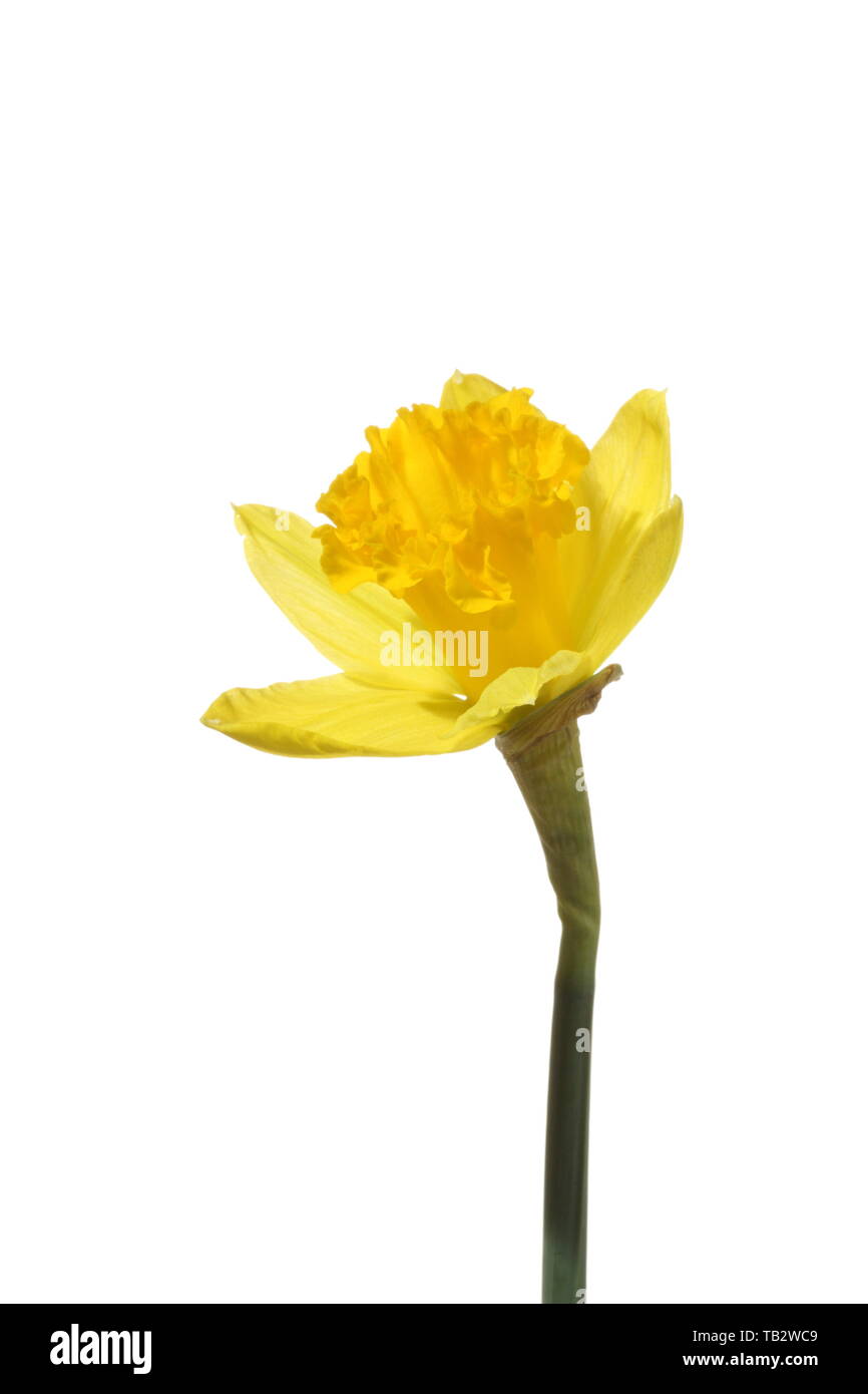 Single daffodil flower head on a stem Stock Photo - Alamy