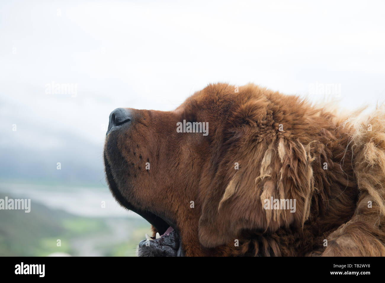 Tibetan mastiff hi-res stock photography and images - Alamy