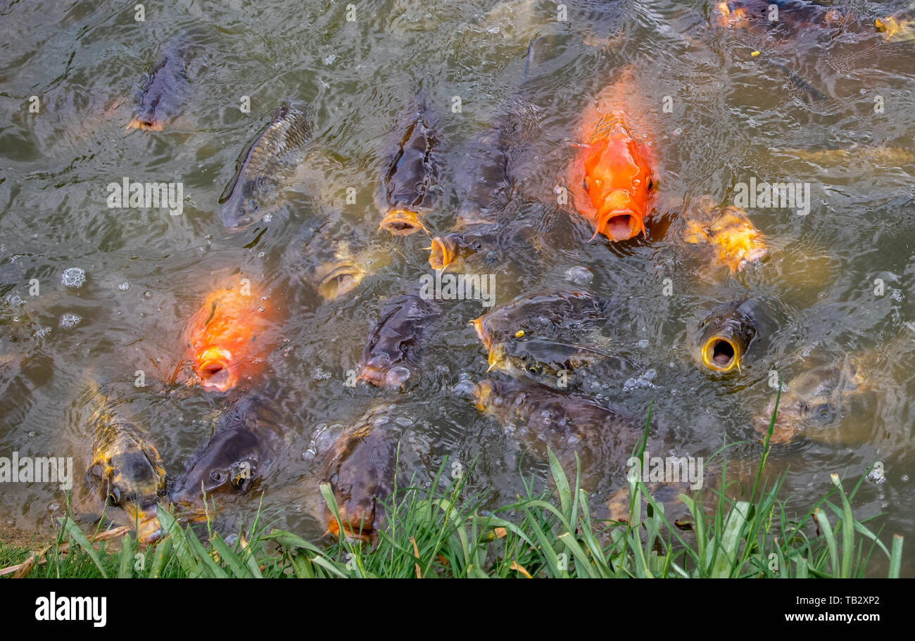 Fish koi carp hi-res stock photography and images - Alamy