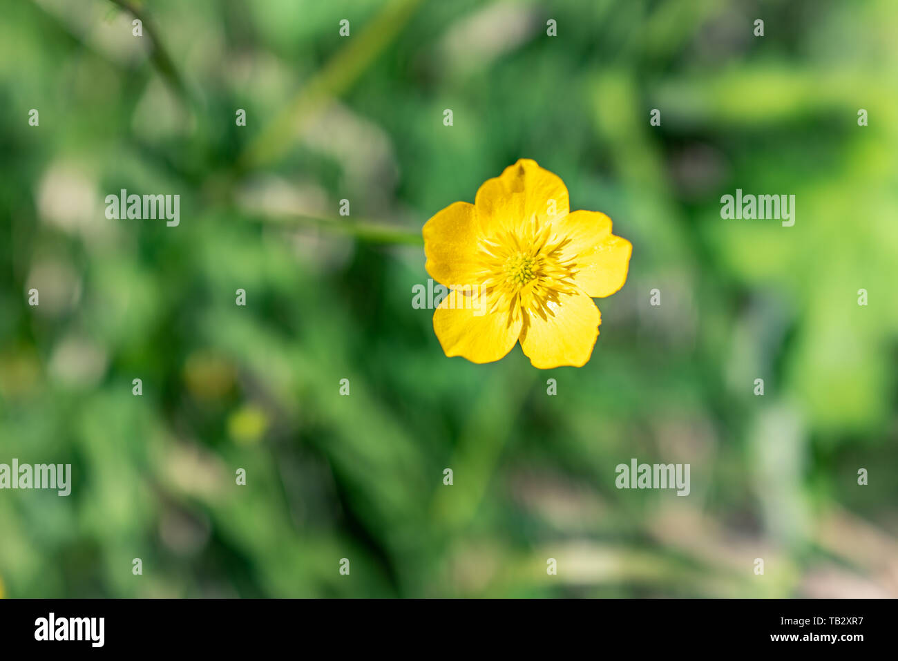 Yellow flower of buttercup mountain Ranunculus montanus. Yellow flower ...