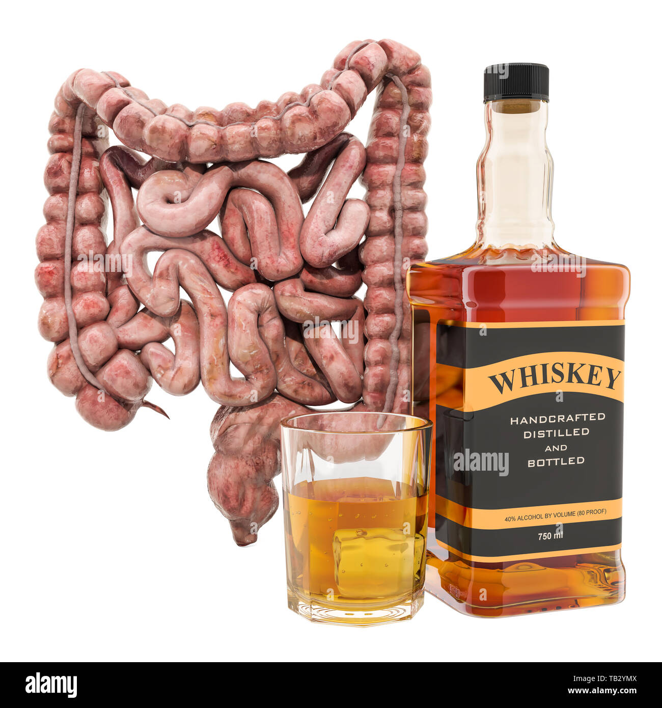 Alcohol's effects on the intestines concept. Human intestines with ...
