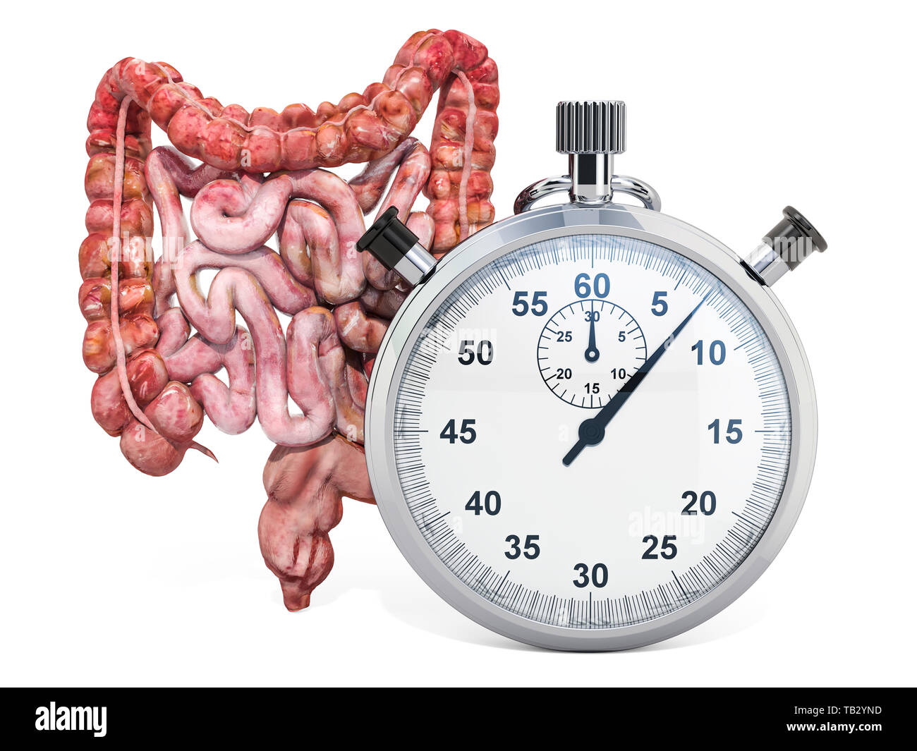 Human intestines with stopwatch. First aid and treatment of bowel ...