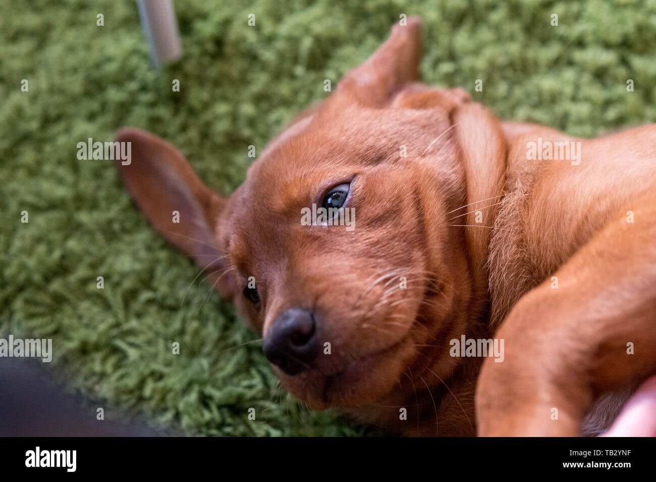 cute light-brown labrador retriever puppy Stock Photo - Alamy