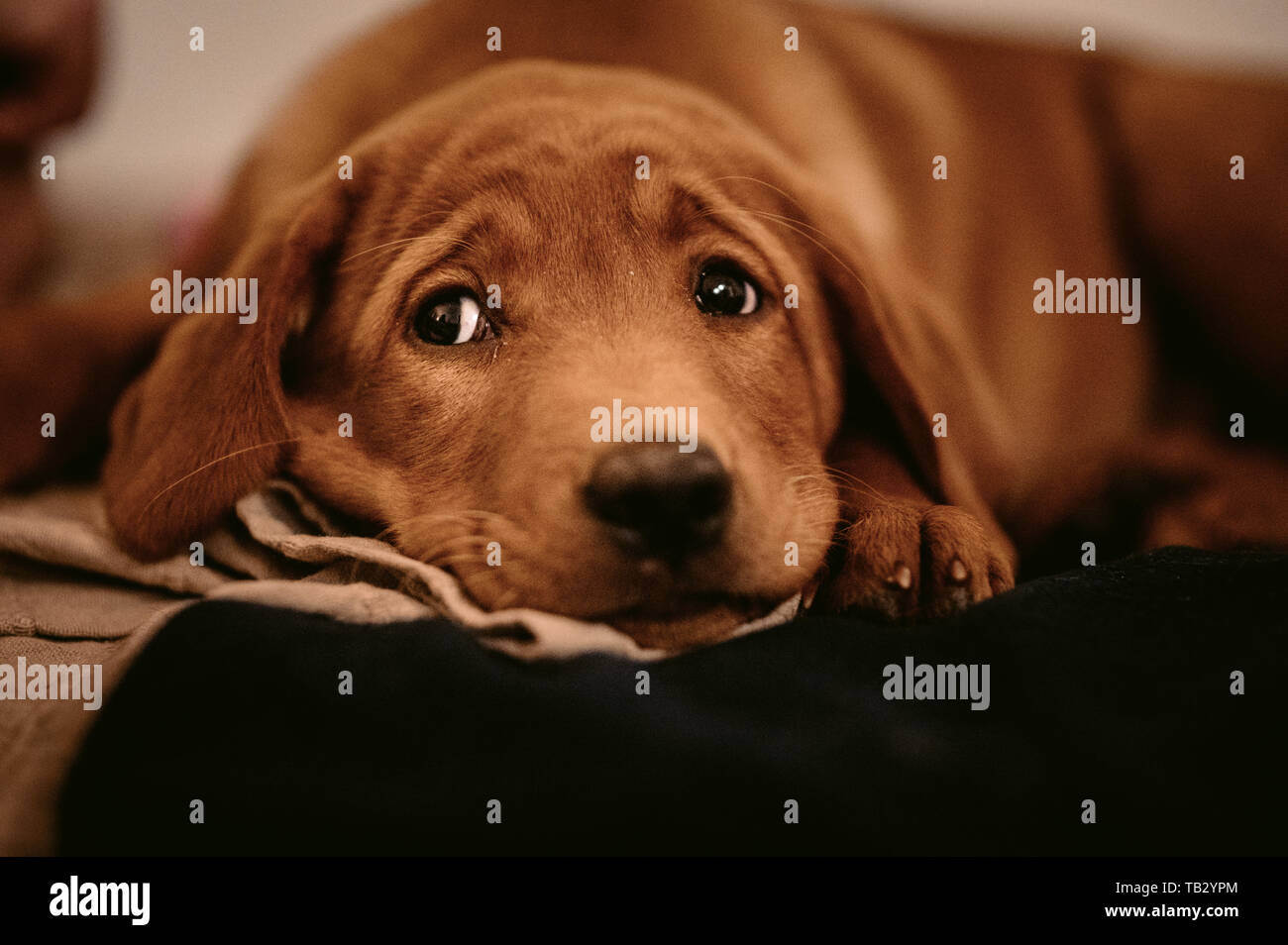 cute light-brown labrador retriever puppy Stock Photo - Alamy