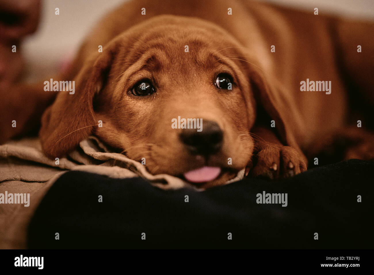 cute light-brown labrador retriever puppy Stock Photo - Alamy
