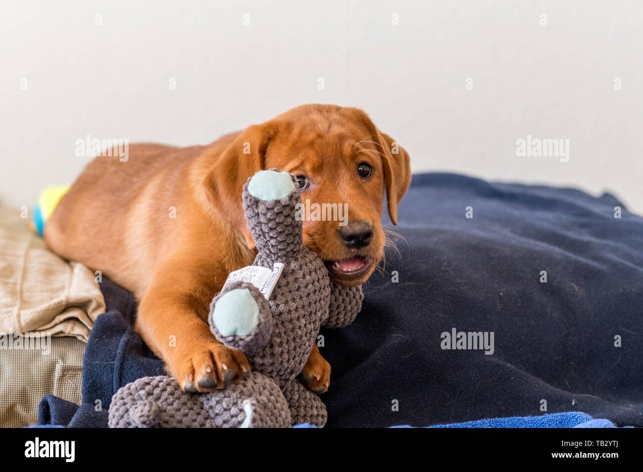 cute light-brown labrador retriever puppy Stock Photo - Alamy