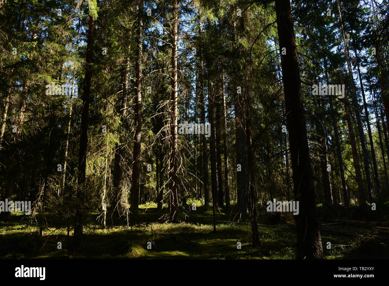 Dense coniferous forest of high branching fir trees in the light of the ...