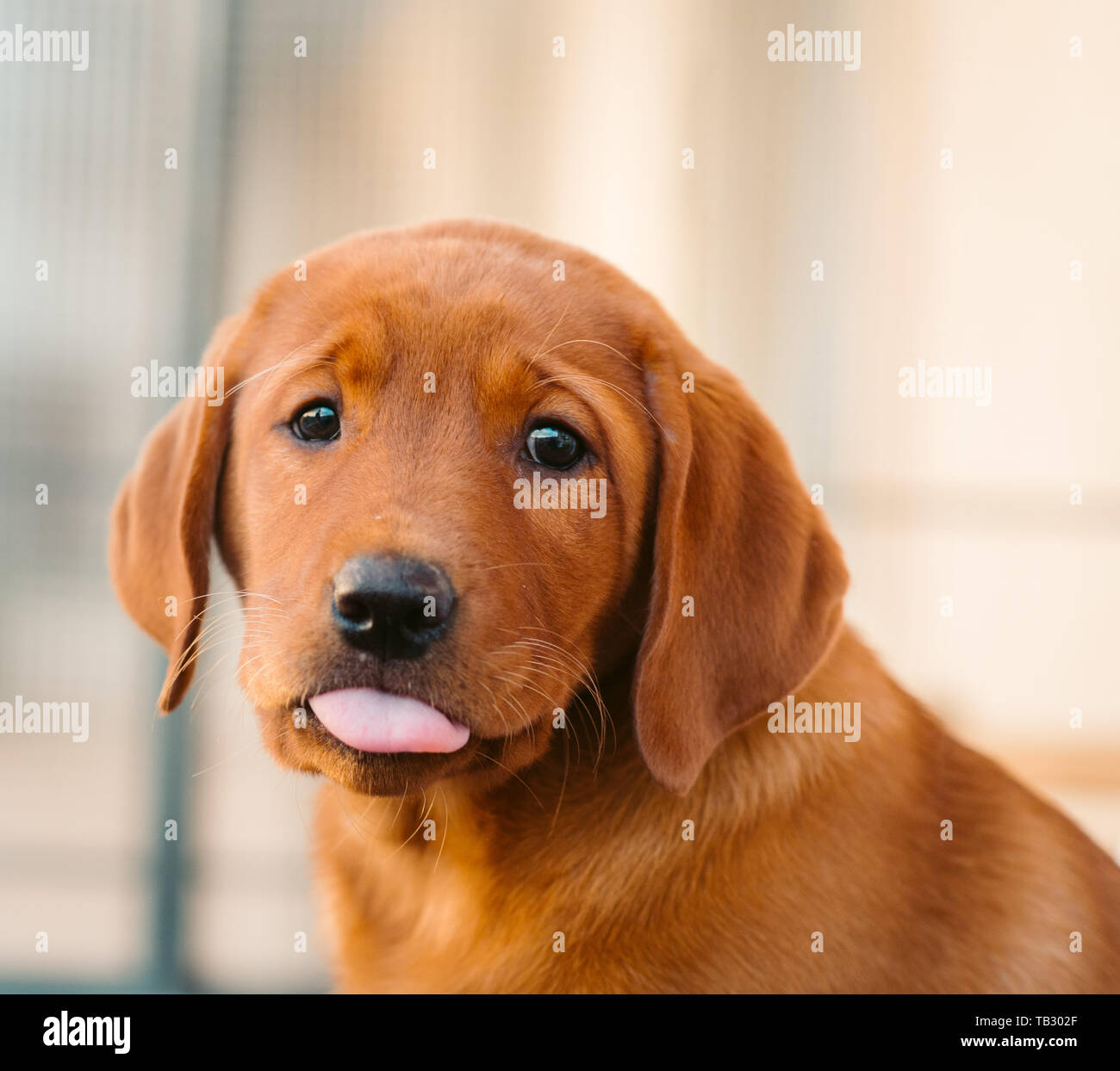 cute light-brown labrador retriever puppy Stock Photo - Alamy