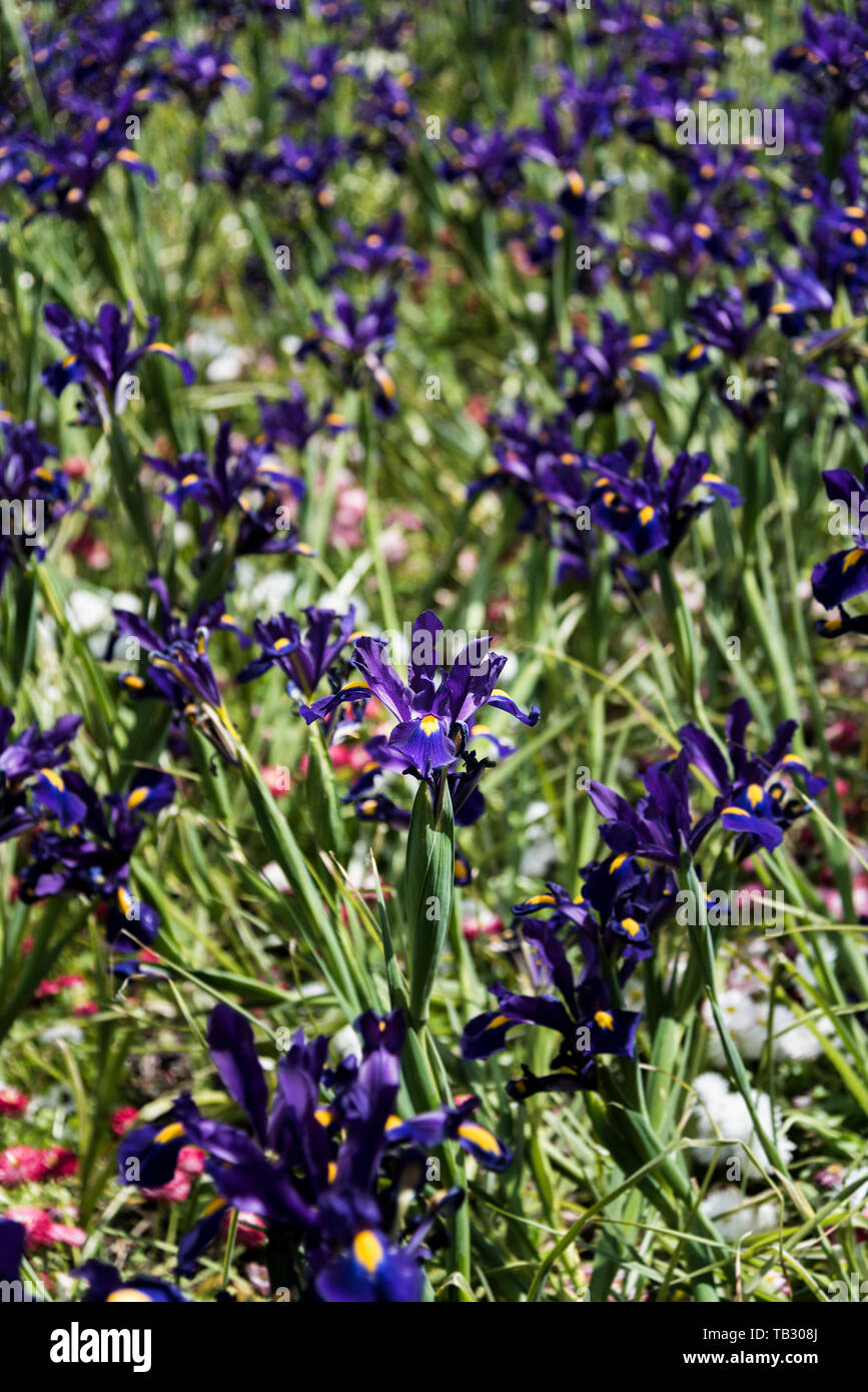 Dutch flower garden in hi-res stock photography and images - Alamy
