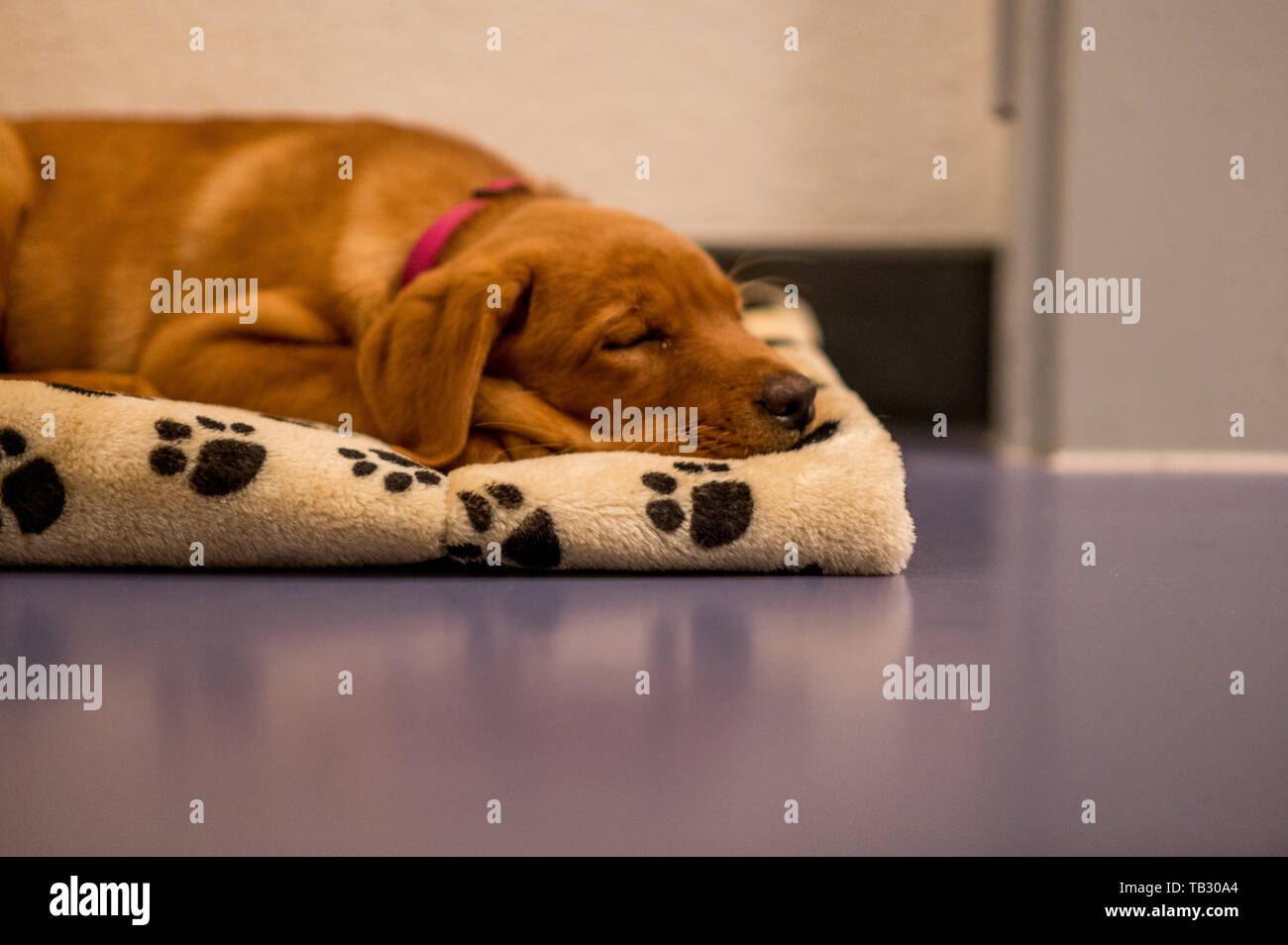 cute light-brown labrador retriever puppy Stock Photo - Alamy