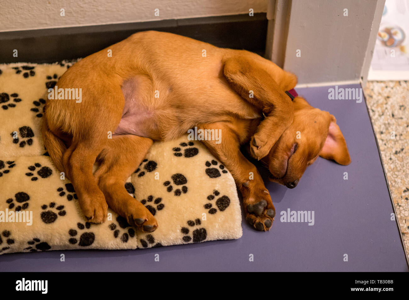 cute light-brown labrador retriever puppy Stock Photo - Alamy