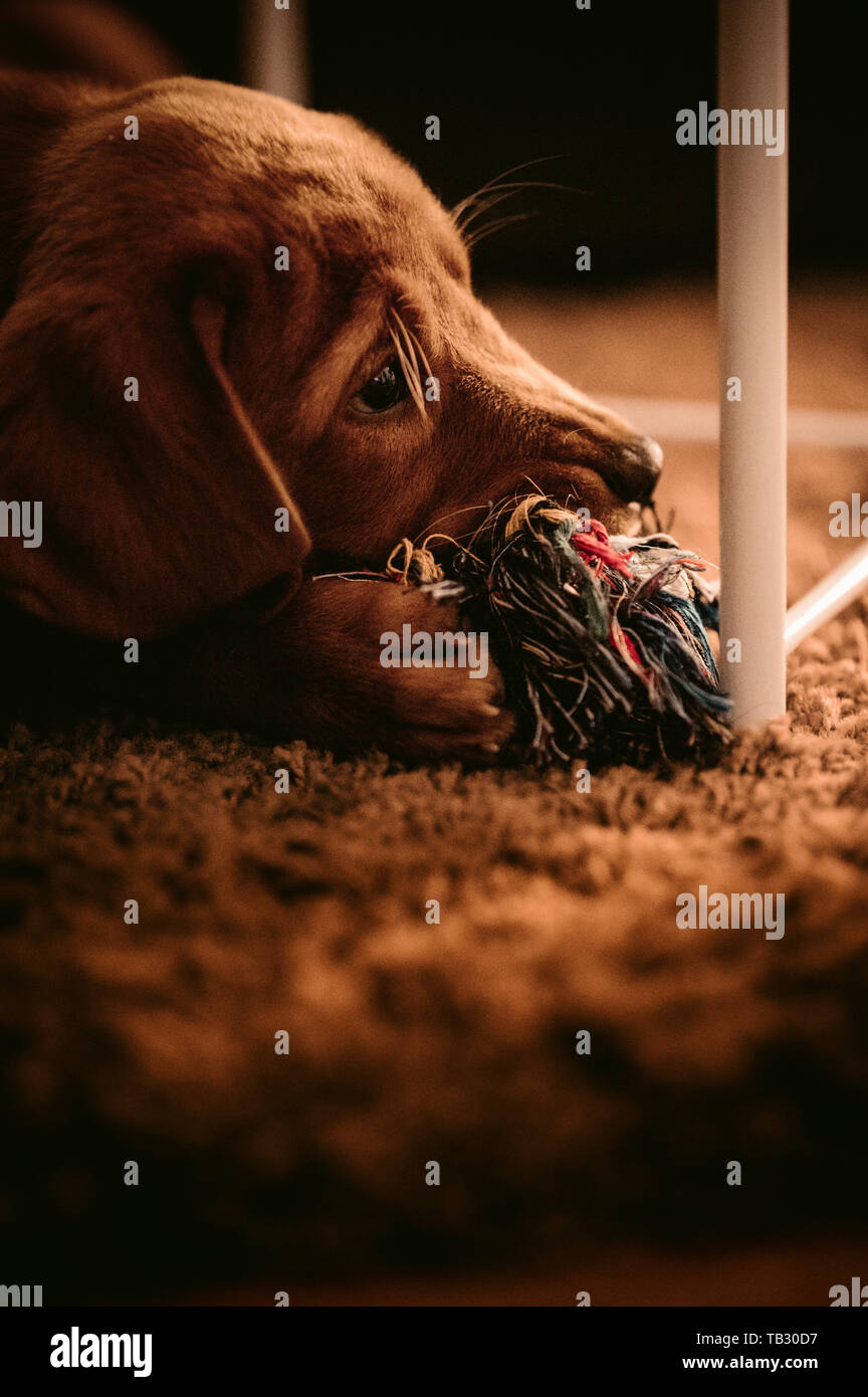 cute light-brown labrador retriever puppy Stock Photo - Alamy