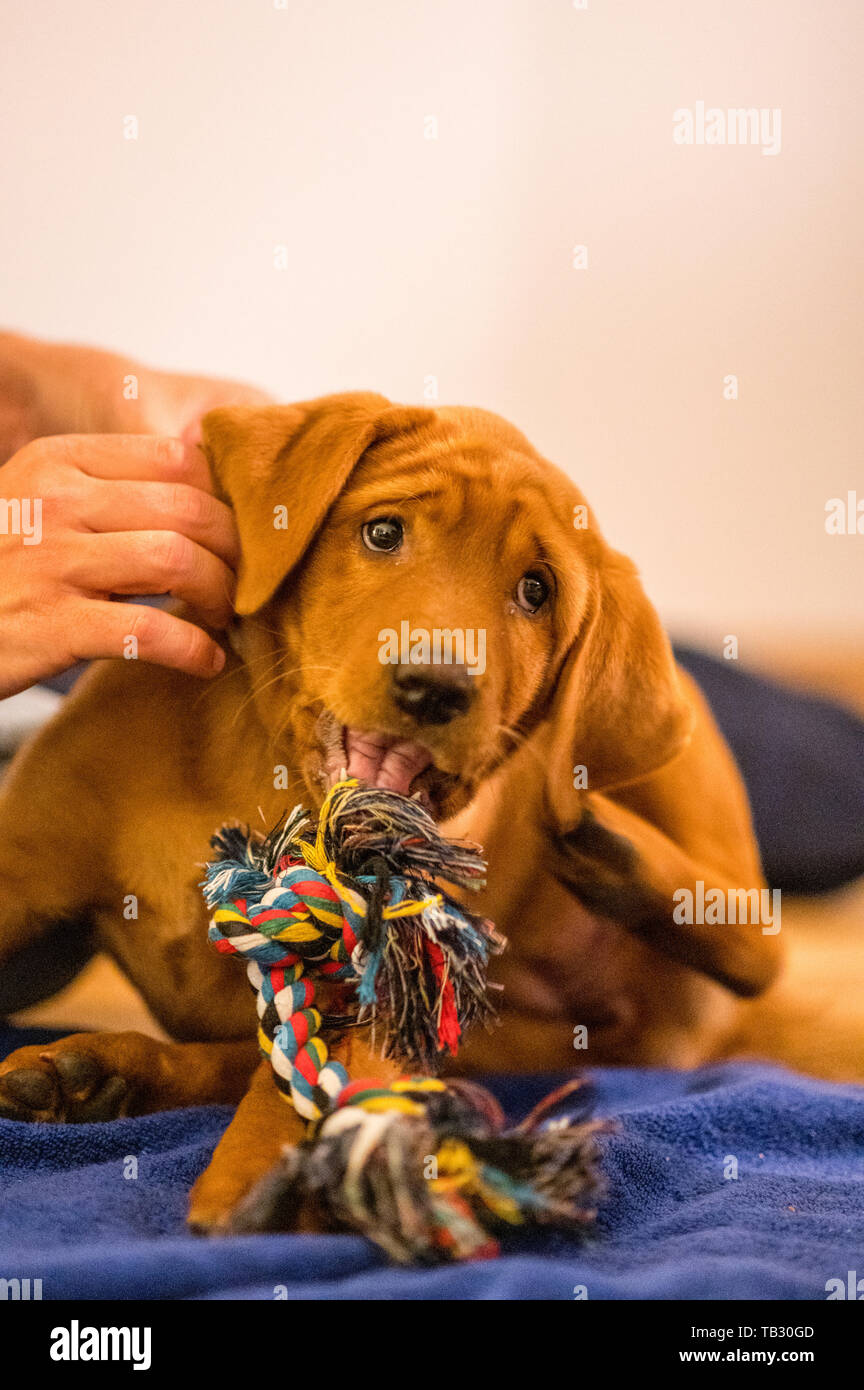cute light-brown labrador retriever puppy Stock Photo - Alamy
