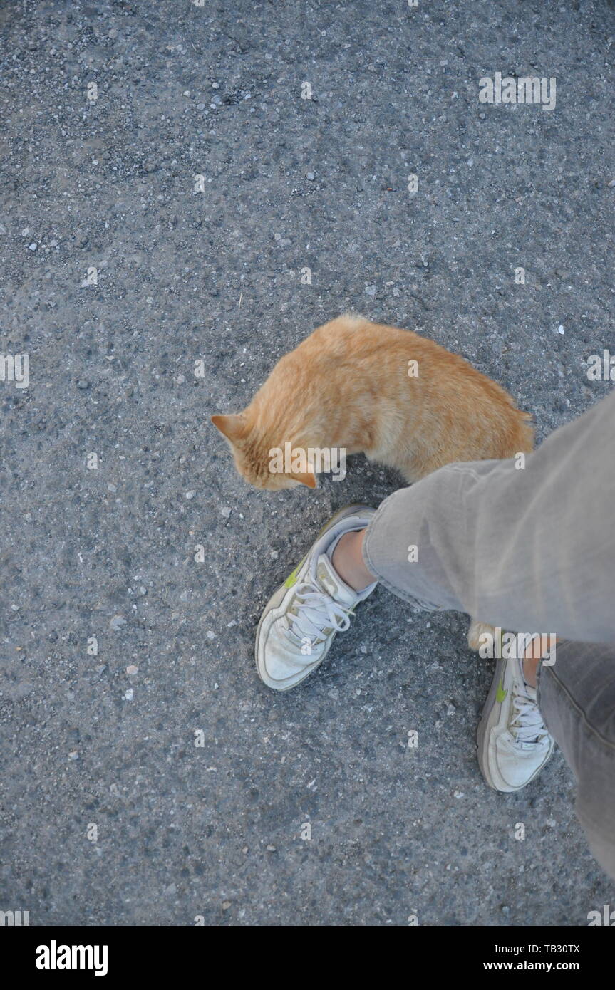 Orange cat leg hi-res stock photography and images - Alamy