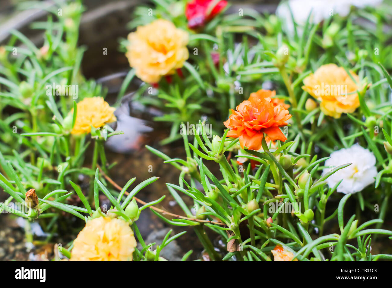 White Portulaca Grandiflora