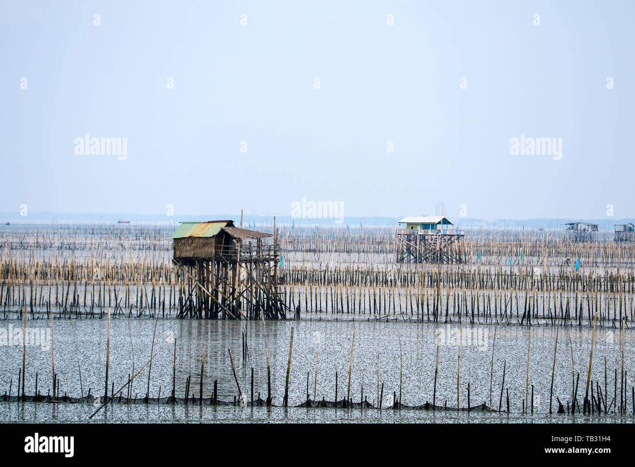 Mussel farm in the sea along the mangrove forest Stock Photo - Alamy