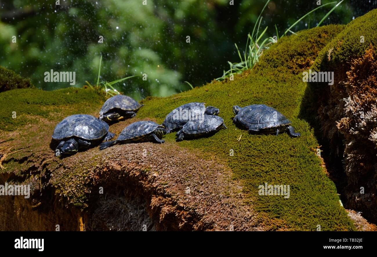 Yellow bellied slider turtle hi-res stock photography and images - Alamy