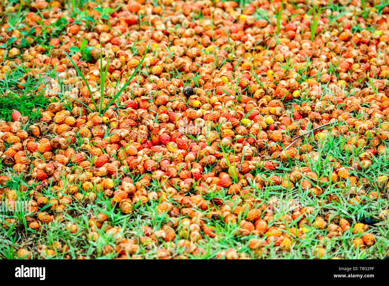 Palm oil seeds hi-res stock photography and images - Alamy