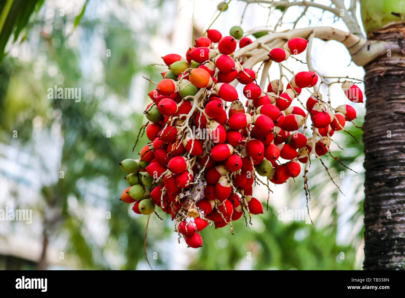 Palm oil seeds hi-res stock photography and images - Alamy