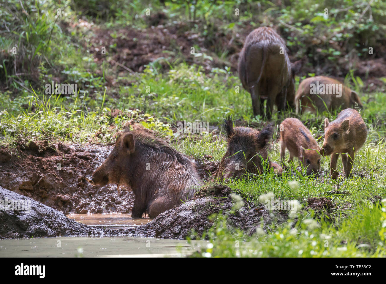 Wild boar in puddle Stock Photo - Alamy