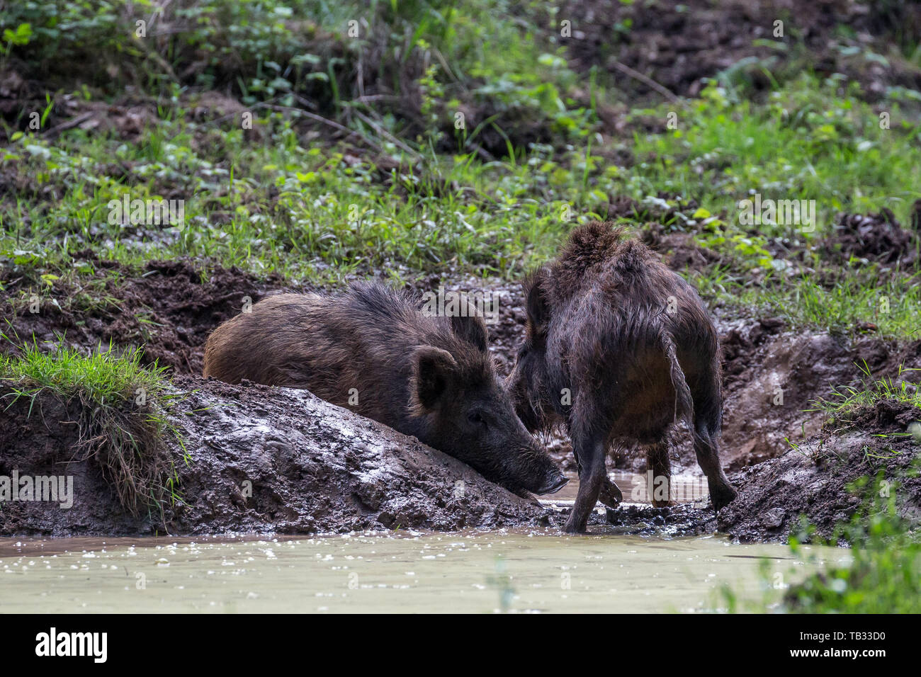 Wild boar in puddle Stock Photo - Alamy