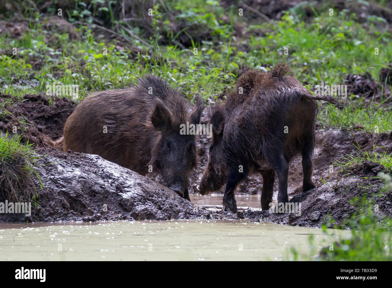 Wild boar in puddle Stock Photo - Alamy