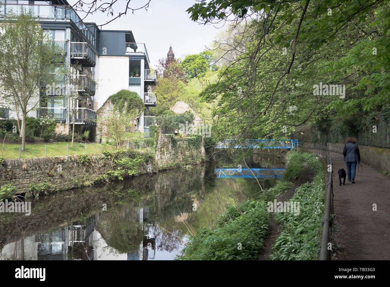 dh City river path WATER OF LEITH EDINBURGH Person walking dog modern ...