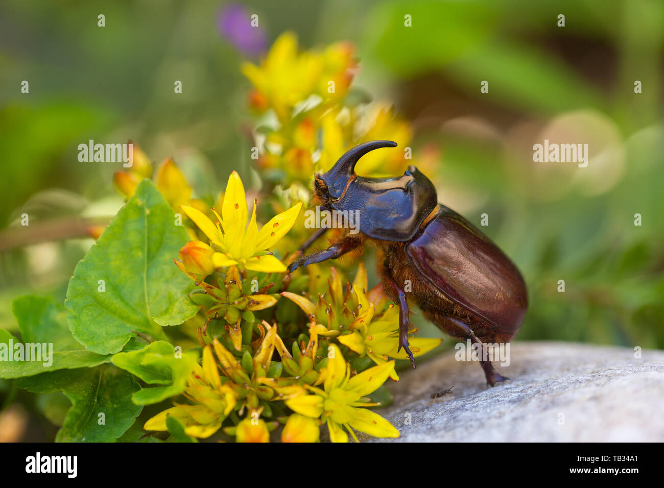 Rhinoceros beetle - Arthropoda - Rhinoceros beetles have become popular ...