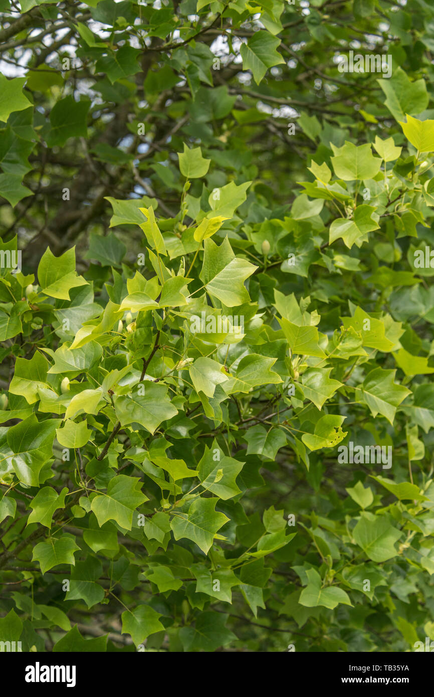 Early Summer foliage / leaf mass of Tulip Tree / Liriodendron ...