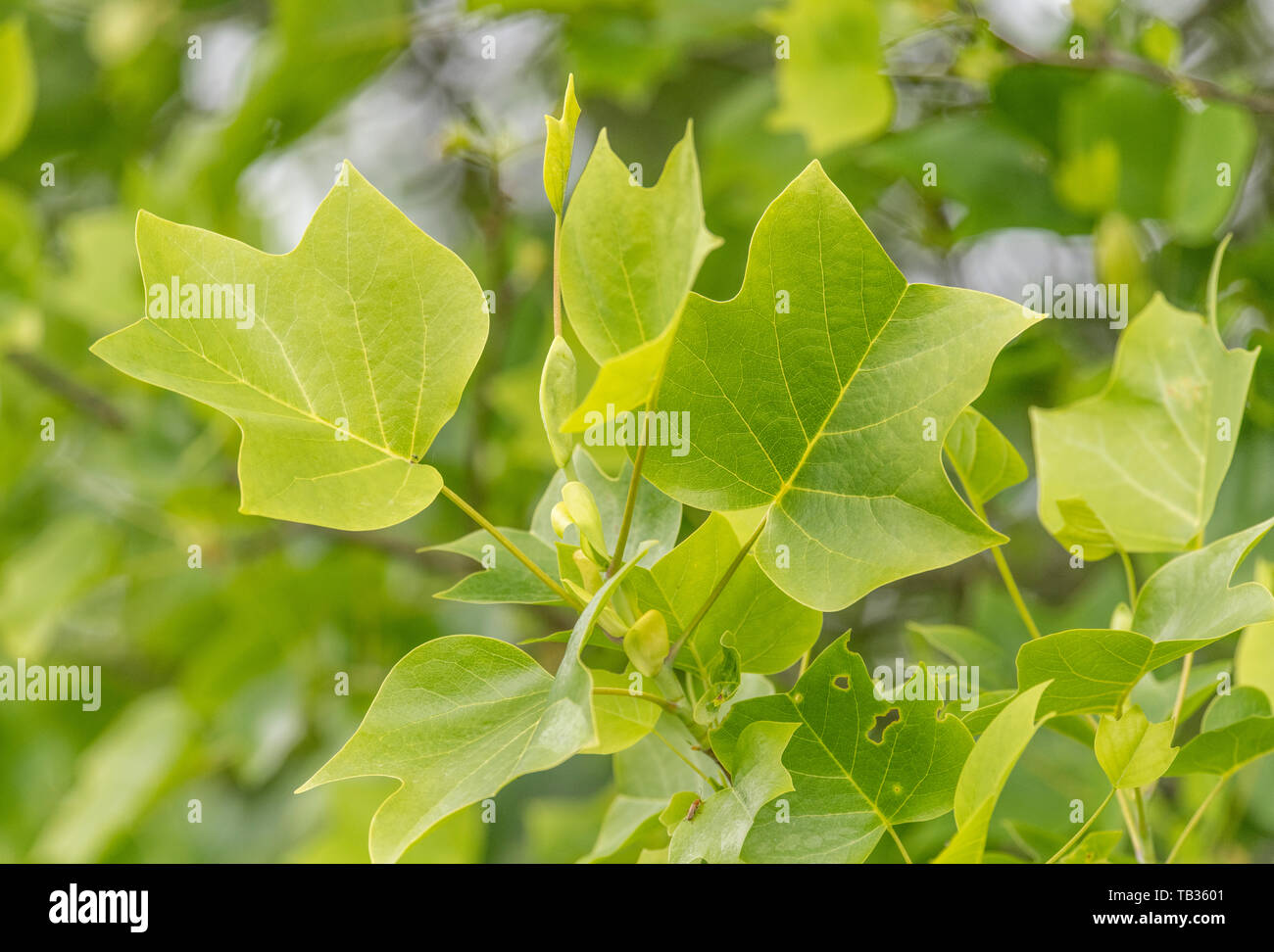 Early Summer foliage / leaf mass of Tulip Tree / Liriodendron ...