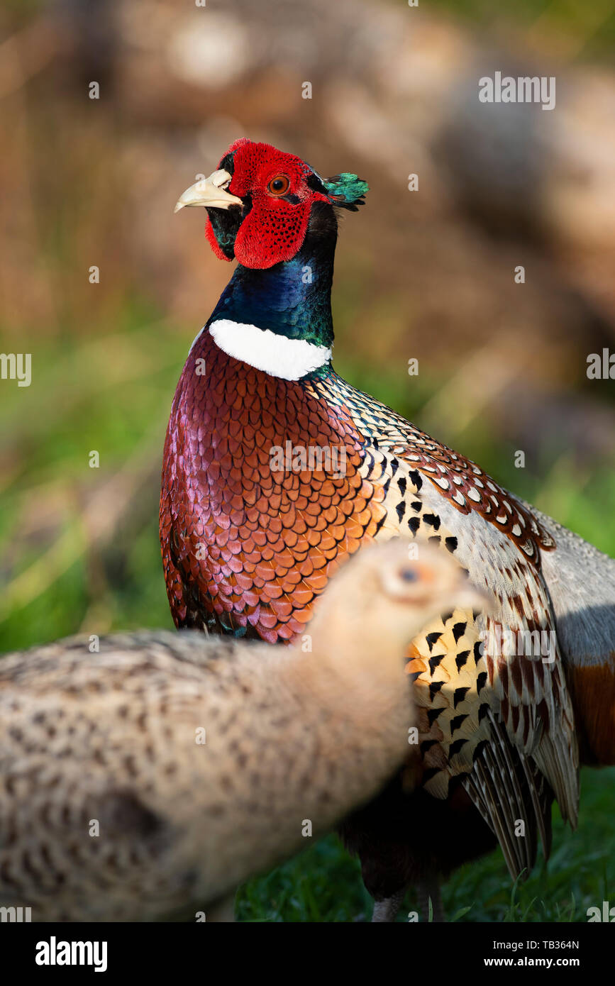 Ringnecked Pheasants in the Spring in South Dakota Stock Photo - Alamy